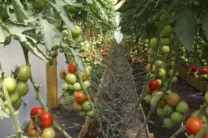 Characteristic and description of varieties of unsatistent tomatoes