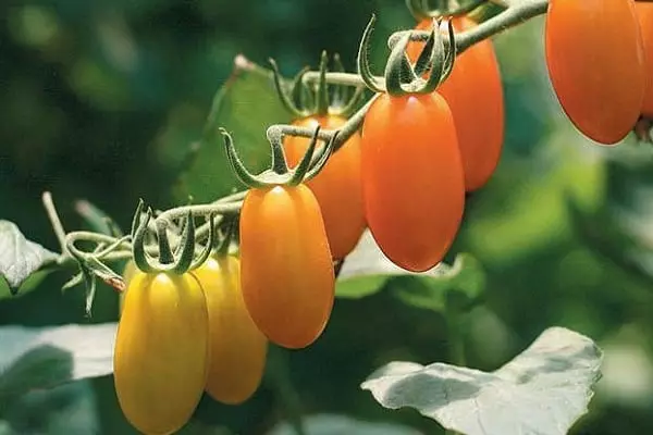 Vegetation for tomatoes