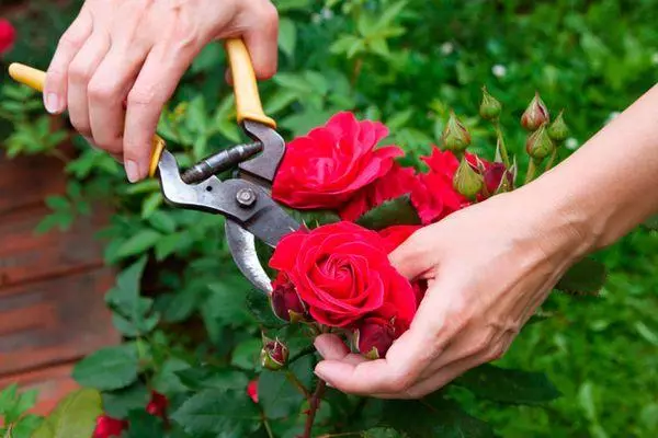 Rose Trimming