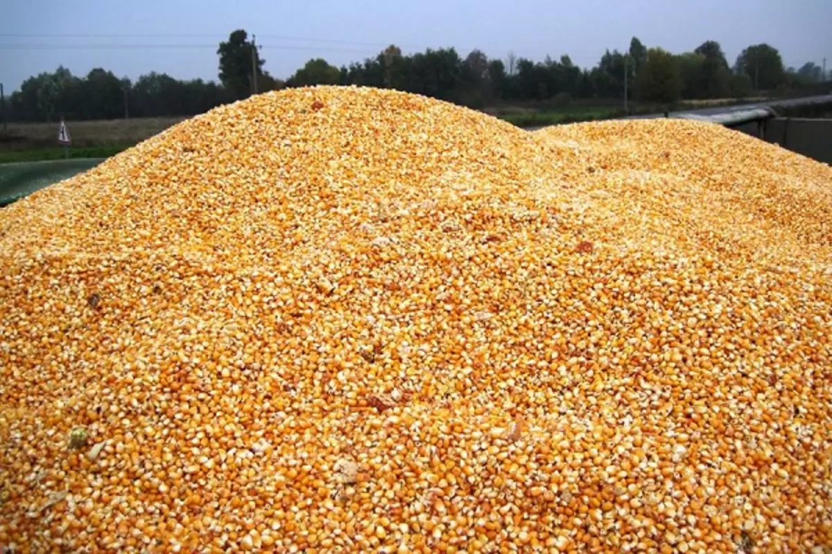 Corn Collect