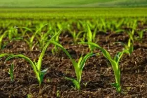 Vad är herbicider för att behandla majs, deras arter och applikation