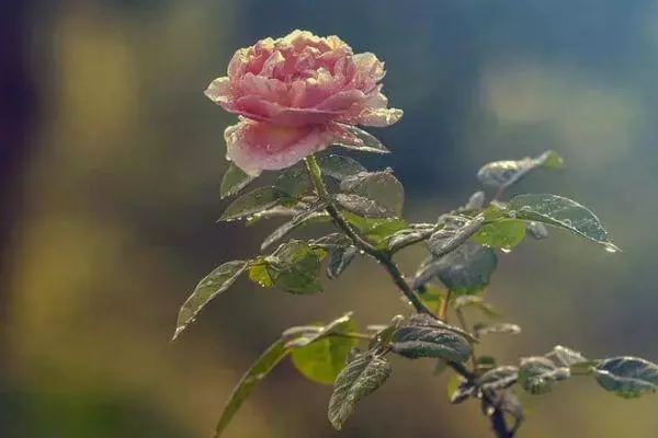 Цветно Роза