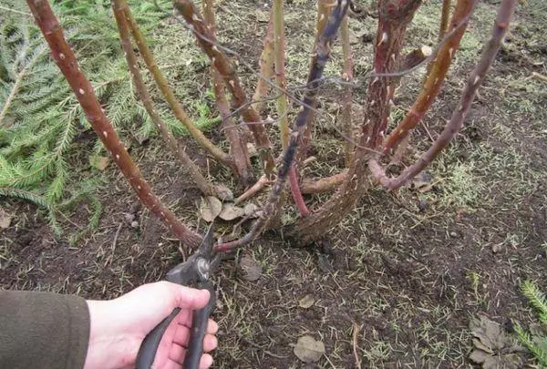 Trimming branches