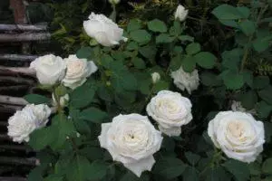 Beskrivning och regler för växande te-hybrid Rose Variety Anastasia