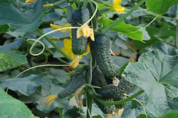 Cucumber Carolina F1：品種の説明と特徴、写真との収量