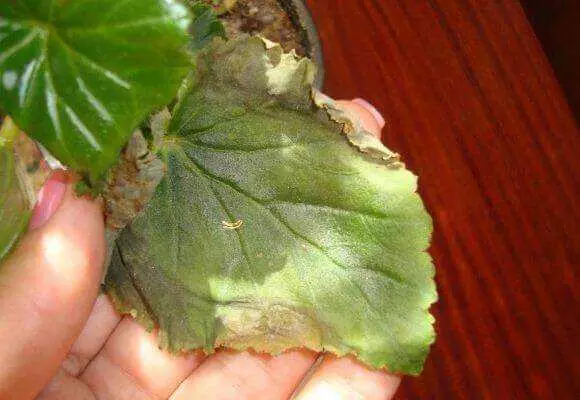 Begonia's disease.
