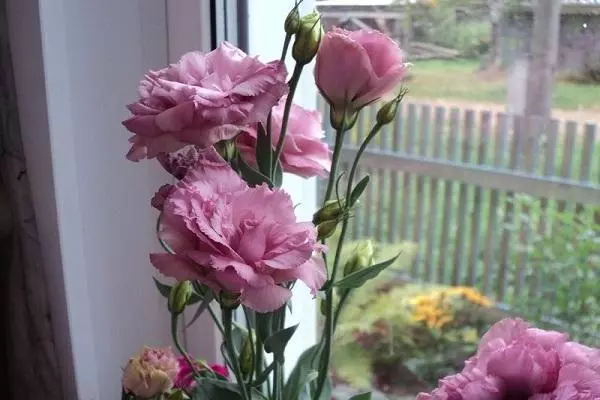 Bouquet ni window