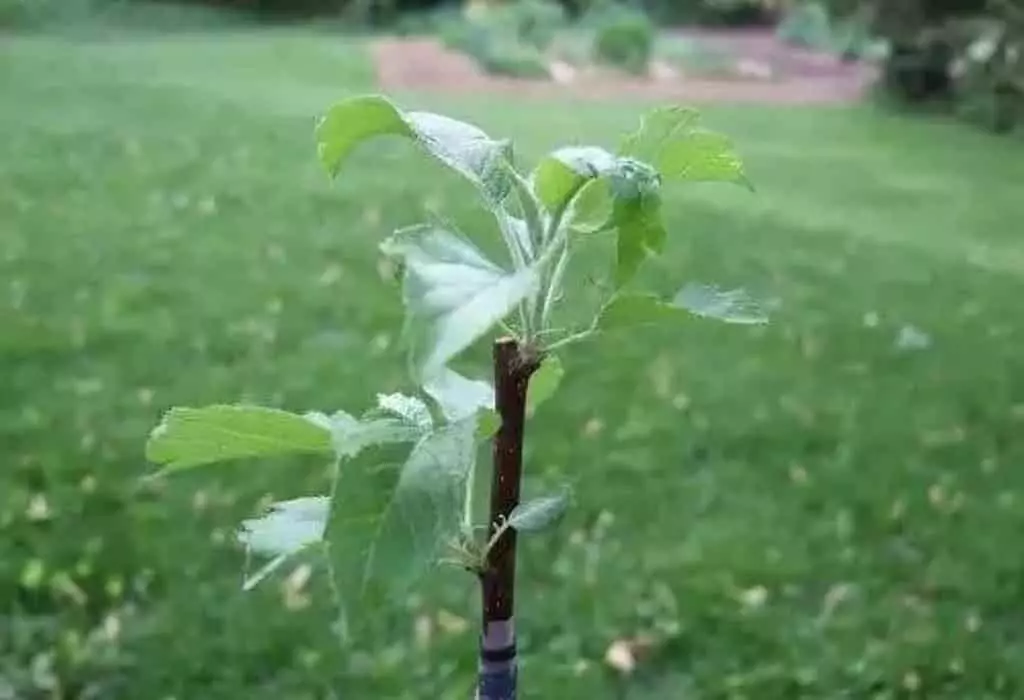 Growing an apple tree from the branch