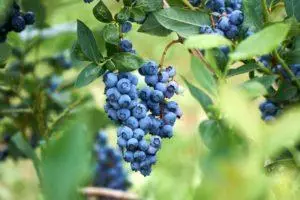 Popis a vlastnosti borůvkové odrůdy Elizabeth, přistání a péče