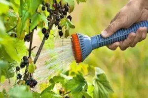 Når og hvordan å vanne de currant busker, hemmelighetene til agrotechnologi