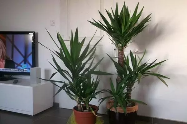 Plante by TV