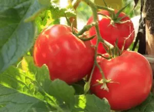 Charakteristiken an d'Beschreiwung vun Tomate bife bf, säi Rendement