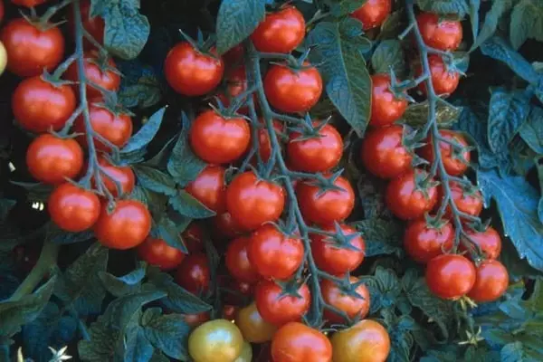 ٹماٹر کی پودے