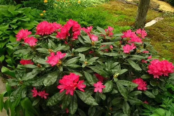 Blomma rhododendron