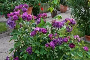 Опис и правила за узгој ружа рапсеоди сорте у плавој боји