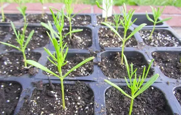 Cosmeya Seedlings.