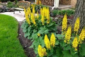 טיפול בסתיו והכנה עבור צמחים חורף buzotor, זמירה והשתלה