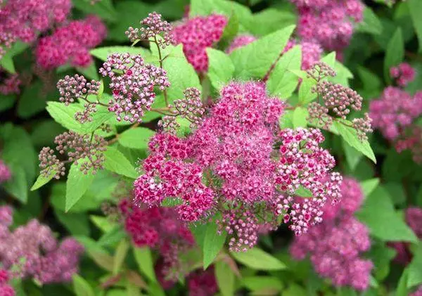 Flores lilas