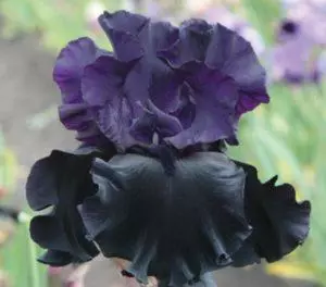 50 jenis varieti iris dengan penerangan dan ciri-ciri