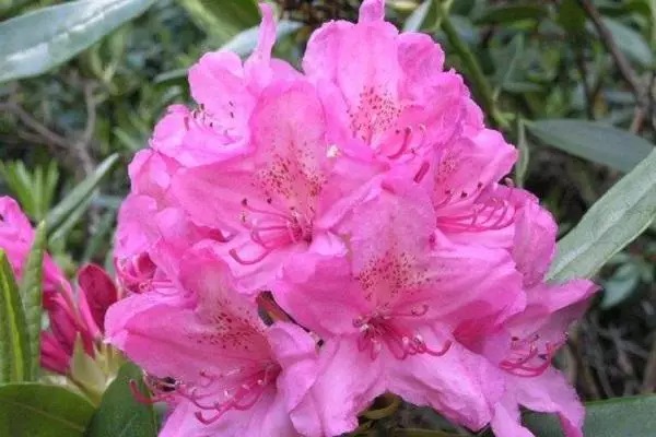 Nodweddion Rhododendron