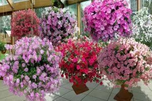 Petunia မျိုးကွဲများ၏ဖော်ပြချက်နှင့်ဝိသေသလက္ခဏာများ, မျိုးစိတ်များနှင့်အရောင် gamut ၏ခွဲခြား