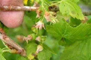 Kādu iemeslu dēļ nepazūd un nav augļu jāņogas un ko darīt par to