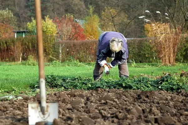 L'urea è distribuita