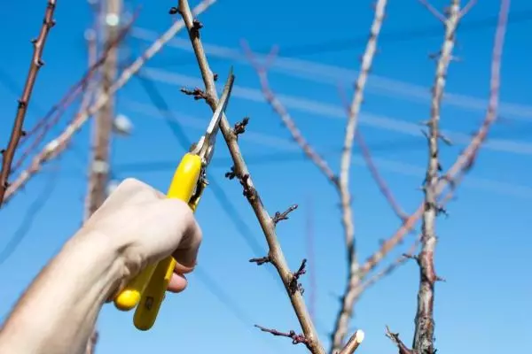 Plum Trimming