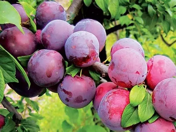 Plum amin'ny sampana iray