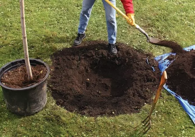 Planting plums