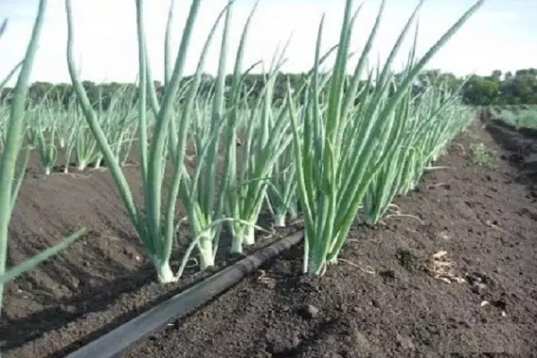 Onions with a garden