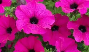 Descripció 15 dels millors tipus de colors anuals per donar floració durant tot l'estiu