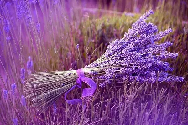 Lavendel Trimming.