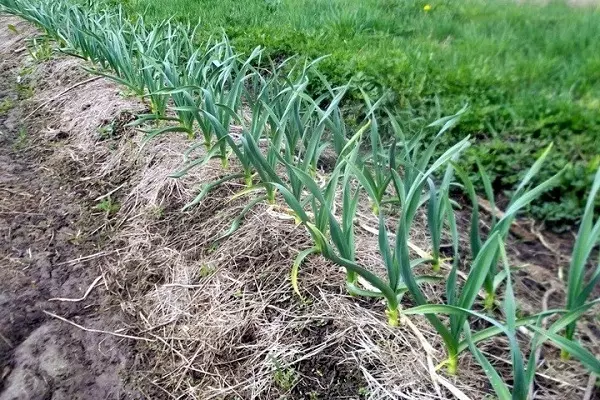 Jardinería