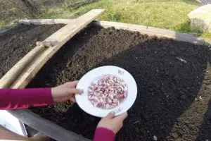 Пасадка, вырошчванне і сыход за яравых часнаком ў адкрытым грунце, ці трэба завязваць і калі