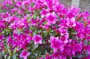 Momwe mungapangire Rhododendrons nthawi yachisanu m'miyala, yomwe ikuyenda ndi kusamalira malamulo