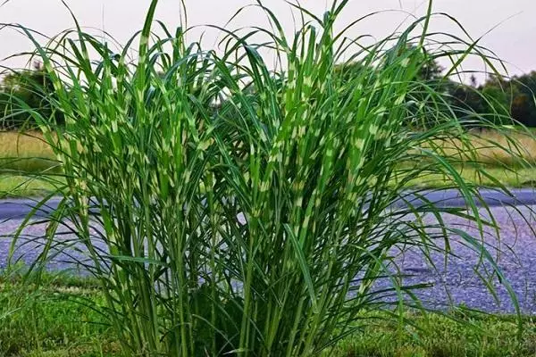 Grass nga Strictus
