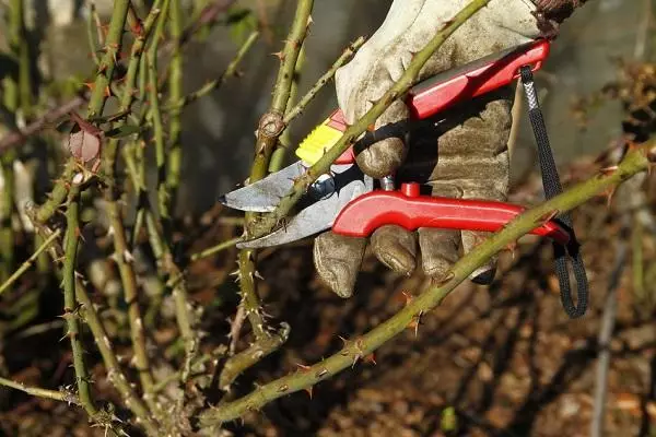 Pruning Stems