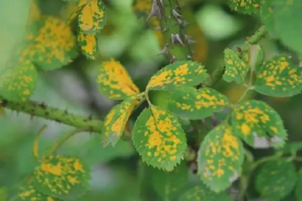 ಶಿಲೀಂಧ್ರ ರೋಗ