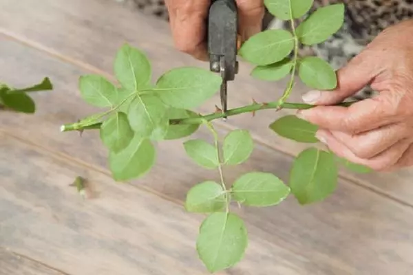 ಕಟ್ನಲ್ಲಿ ಹಂಚಿಕೊಳ್ಳಿ