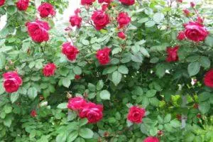 Beskrivning av de bästa sorterna av kanadensiska rosor, landning och utomhusvård