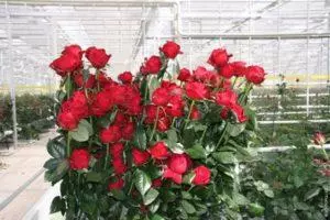 Опис на најдобрите сорти на холандски рози, слетување карактеристики и контрола на штетници