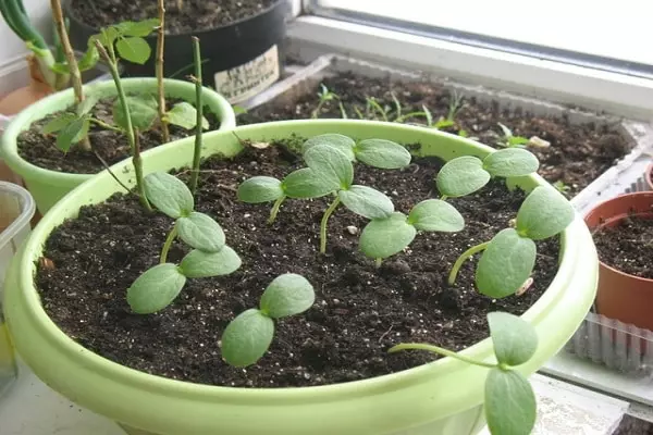 Seedlings seedlings