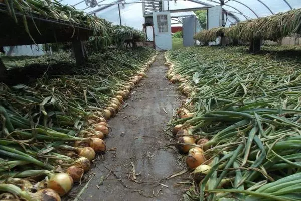 Ripening onion