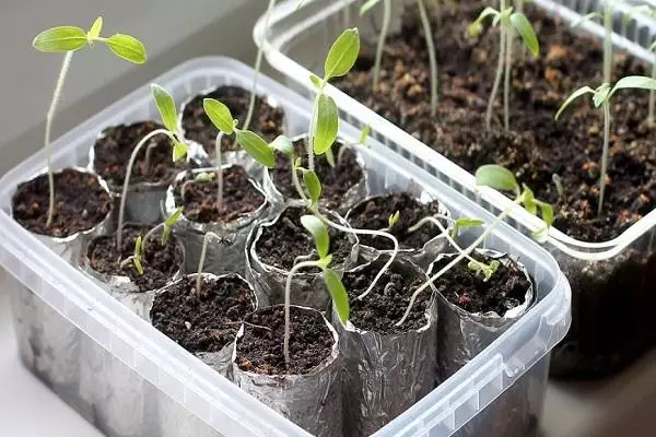 نوجوان seedlings.