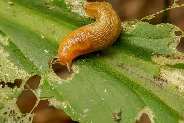 Slug como enemigos