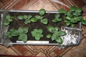 Crecendo patacas de sementes na casa, aterrizaje e coidado