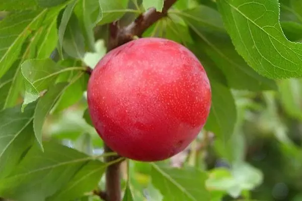 ಲೋನ್ಲಿ ಹಣ್ಣು