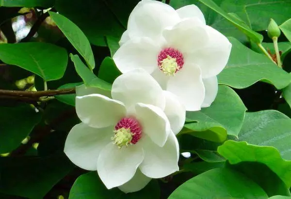 Fiori magnolia.