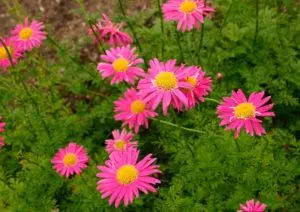 Atterraggio e cura per Pyrethrum, varietà di fiori e regole in crescita